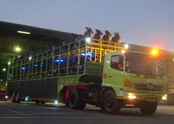 Motor Carrier | Our Services | PT "K" Line Mobaru Diamond Indonesia